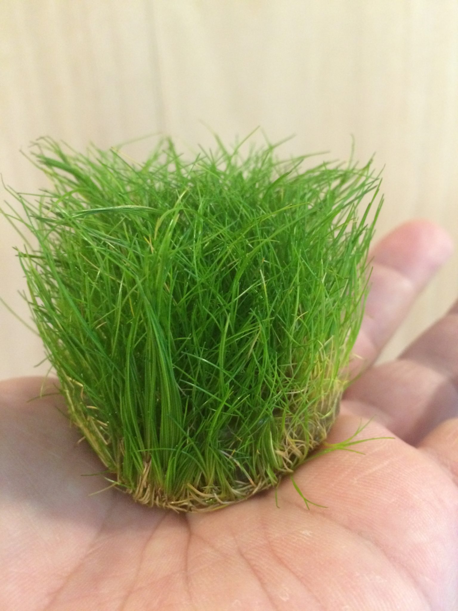 Home - Plant Tissue Culture: